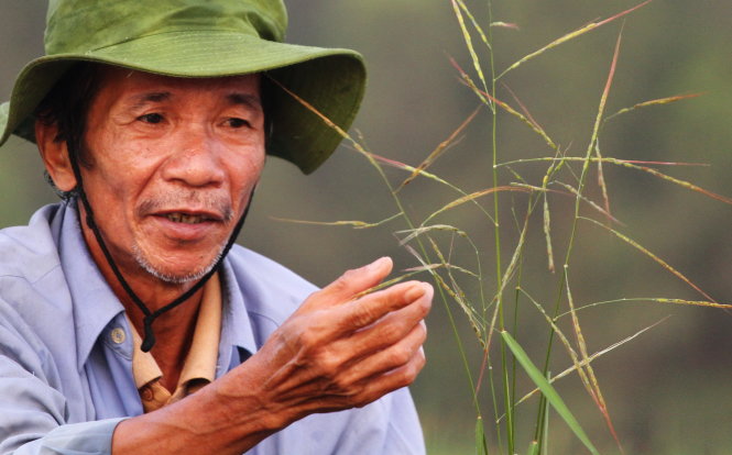 Lúa ma huyền thoại - Kỳ 1: Vì sao gọi lúa ma? - Tuổi Trẻ Online